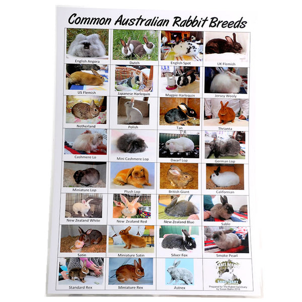 Laminated Rabbit Breed Poster – The Bunny Bazaar